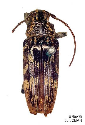 Papua Insects Foundation (Coleoptera/Cerambycidae/Tmesisternus mucronatus)